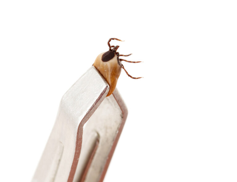 This Is Why You Should Never Crush a Tick – It Can Cost You Dearly!