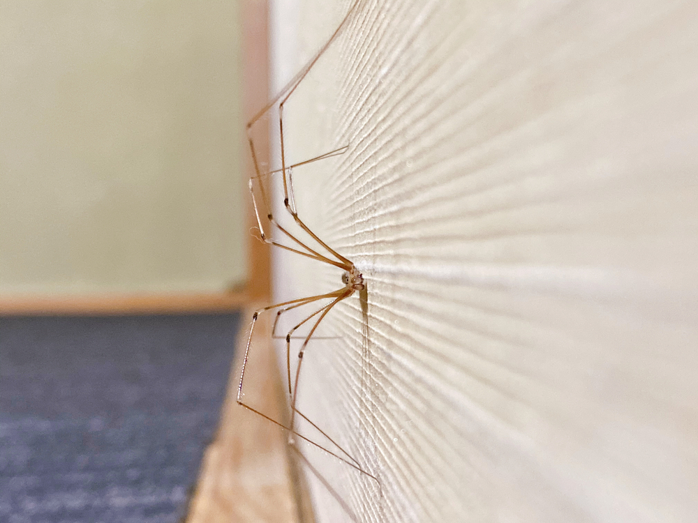 Pay Attention to These Symptoms If You’ve Been Bitten By a Spider