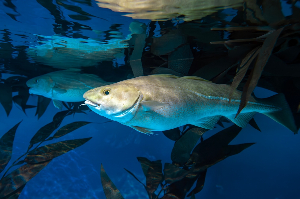 Fish-inspired molecule could help protect cancer drugs