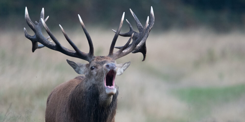 “Zombie deer disease” can remain hidden for years without signs of ...